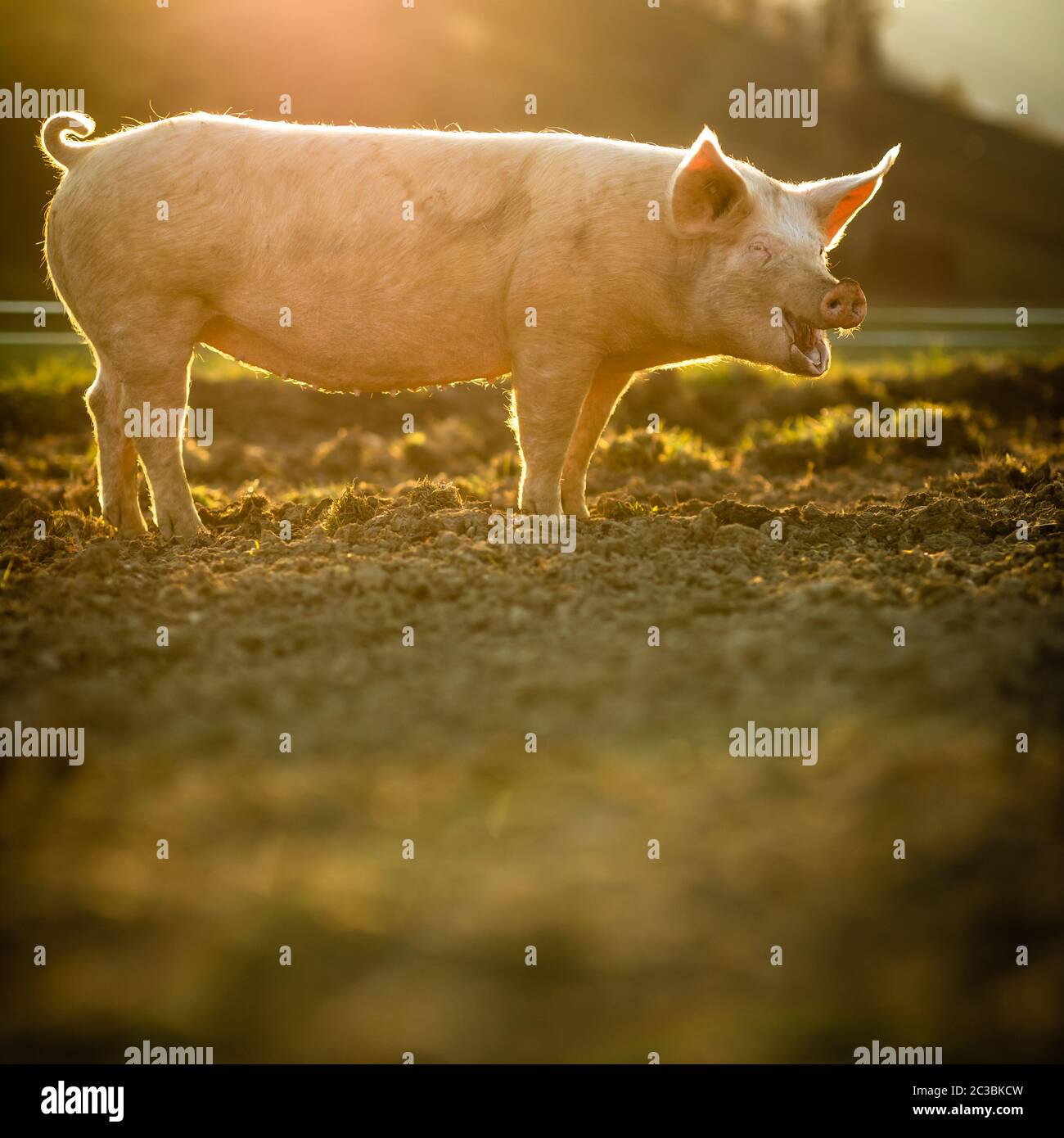Pigs eating on a meadow in an organic meat farm Stock Photo - Alamy