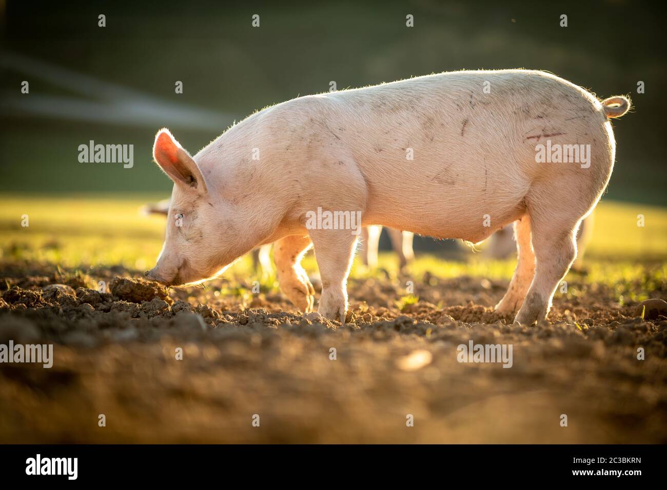 Pigs eating on a meadow in an organic meat farm Stock Photo - Alamy