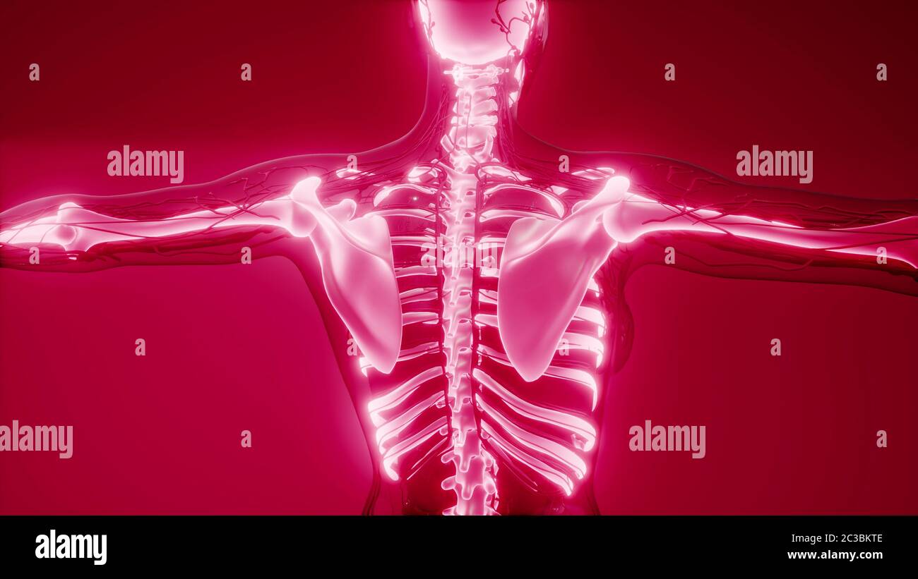 Transparent Human Body with Visible Bones Stock Photo - Alamy
