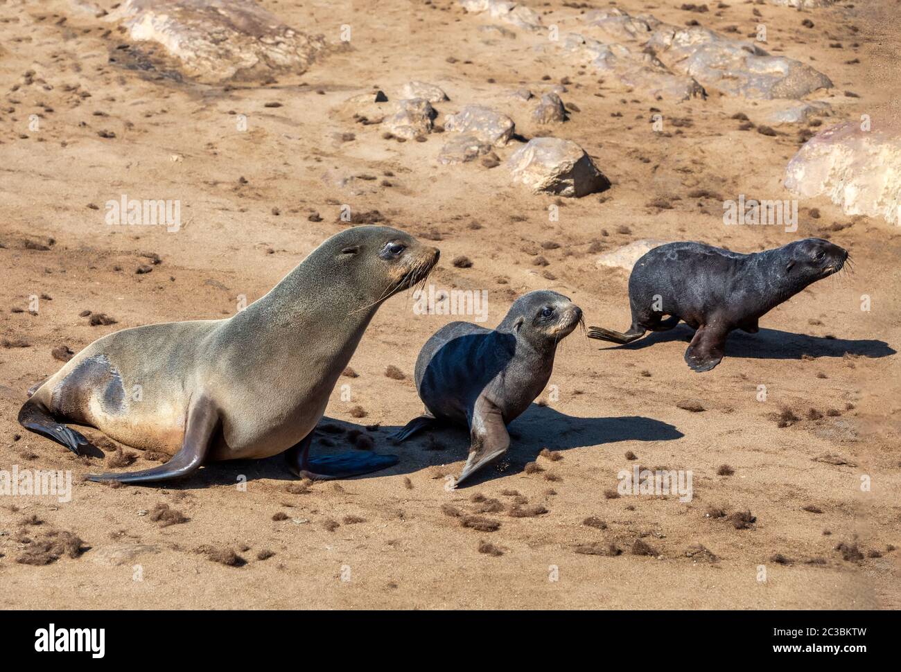 Namibia a colony of cape fur seals hi-res stock photography and images ...