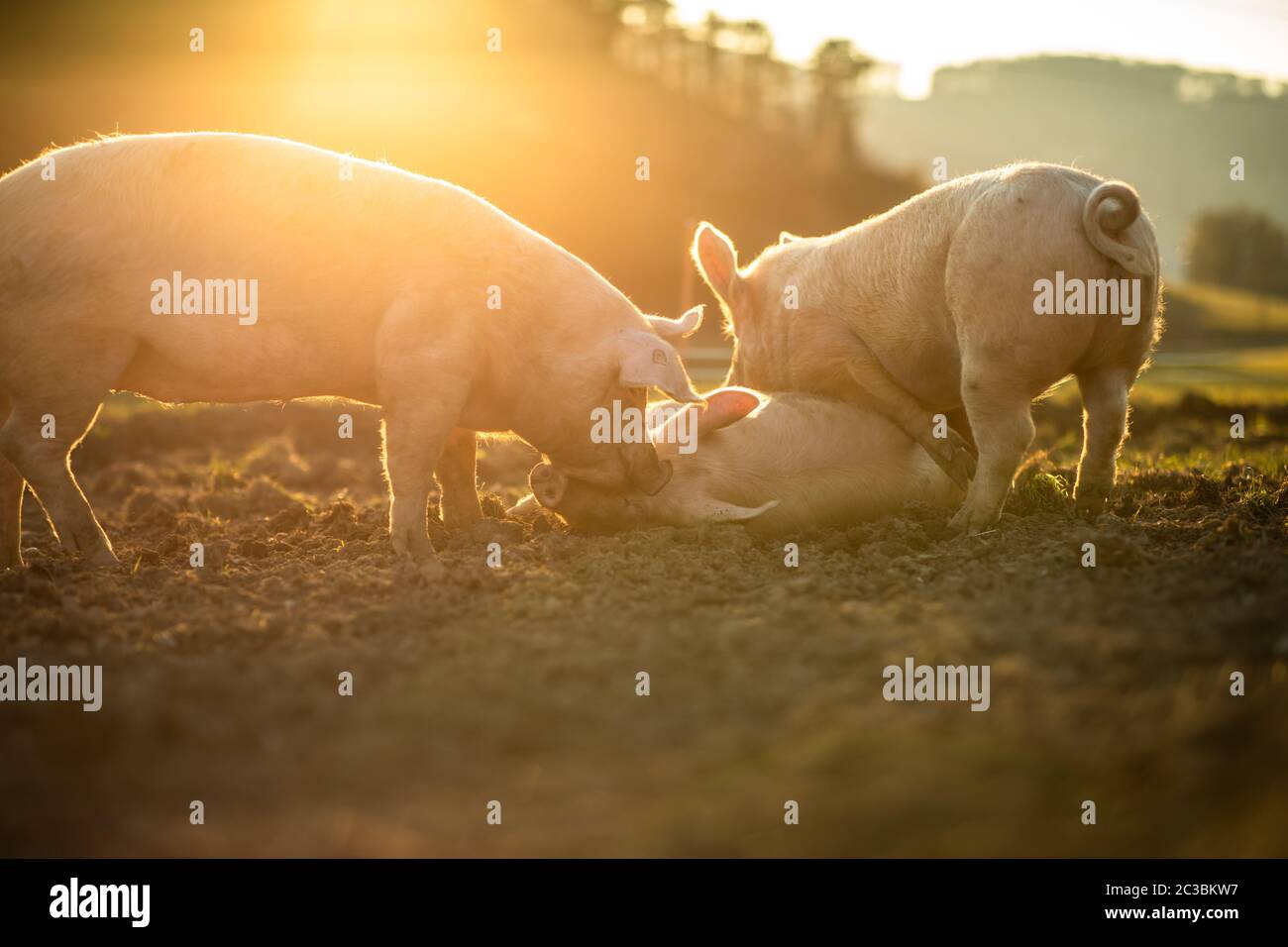 Pigs eating on a meadow in an organic meat farm Stock Photo - Alamy
