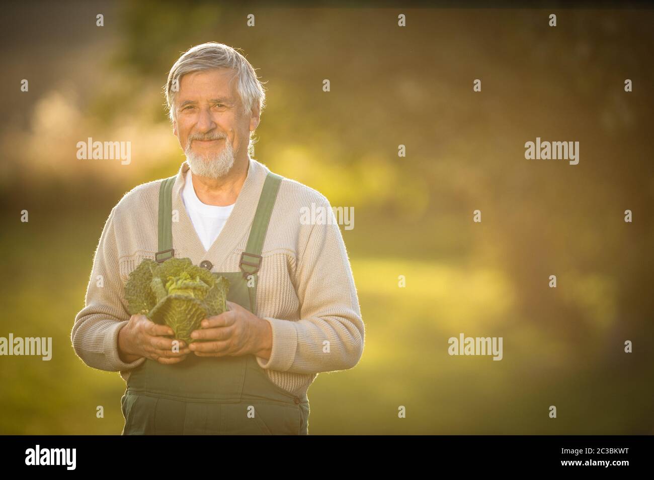 Senior gardener gardening in his permaculture garden - holding a ...