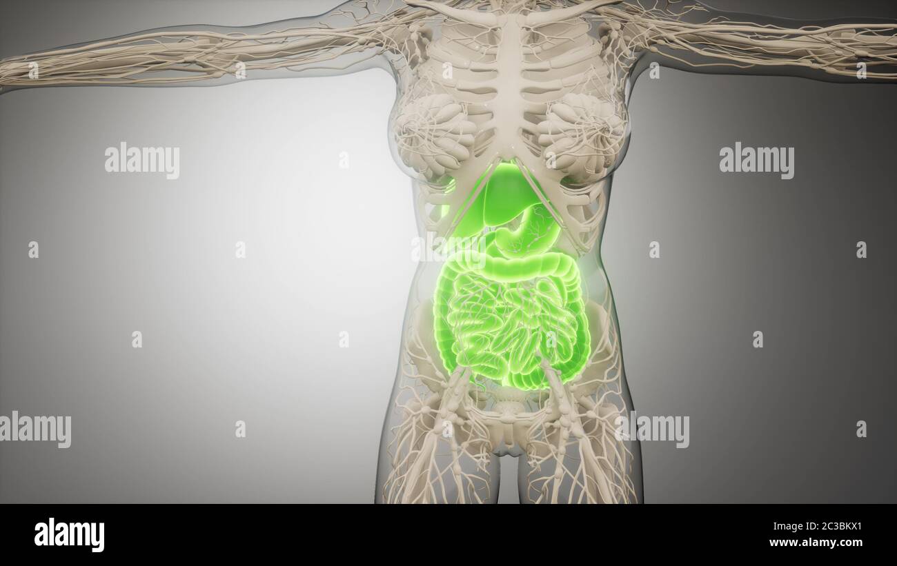 human digestive system parts and functions Stock Photo - Alamy