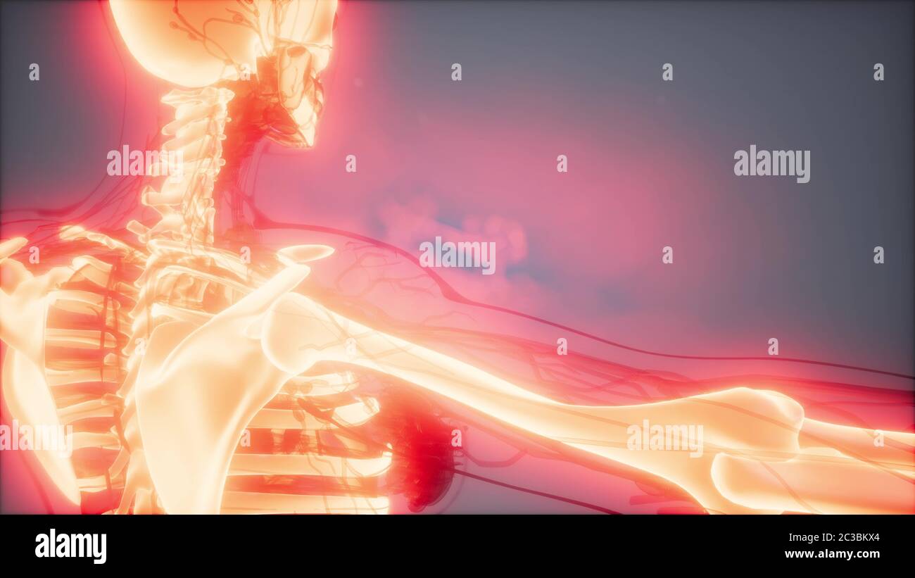 Transparent Human Body with Visible Bones Stock Photo - Alamy