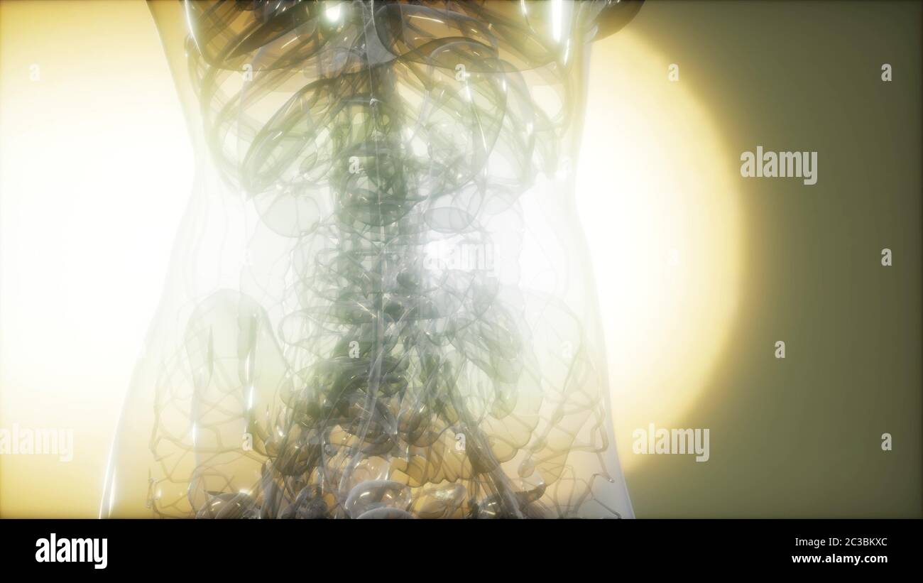 X-Ray Image Of Human Body Stock Photo - Alamy