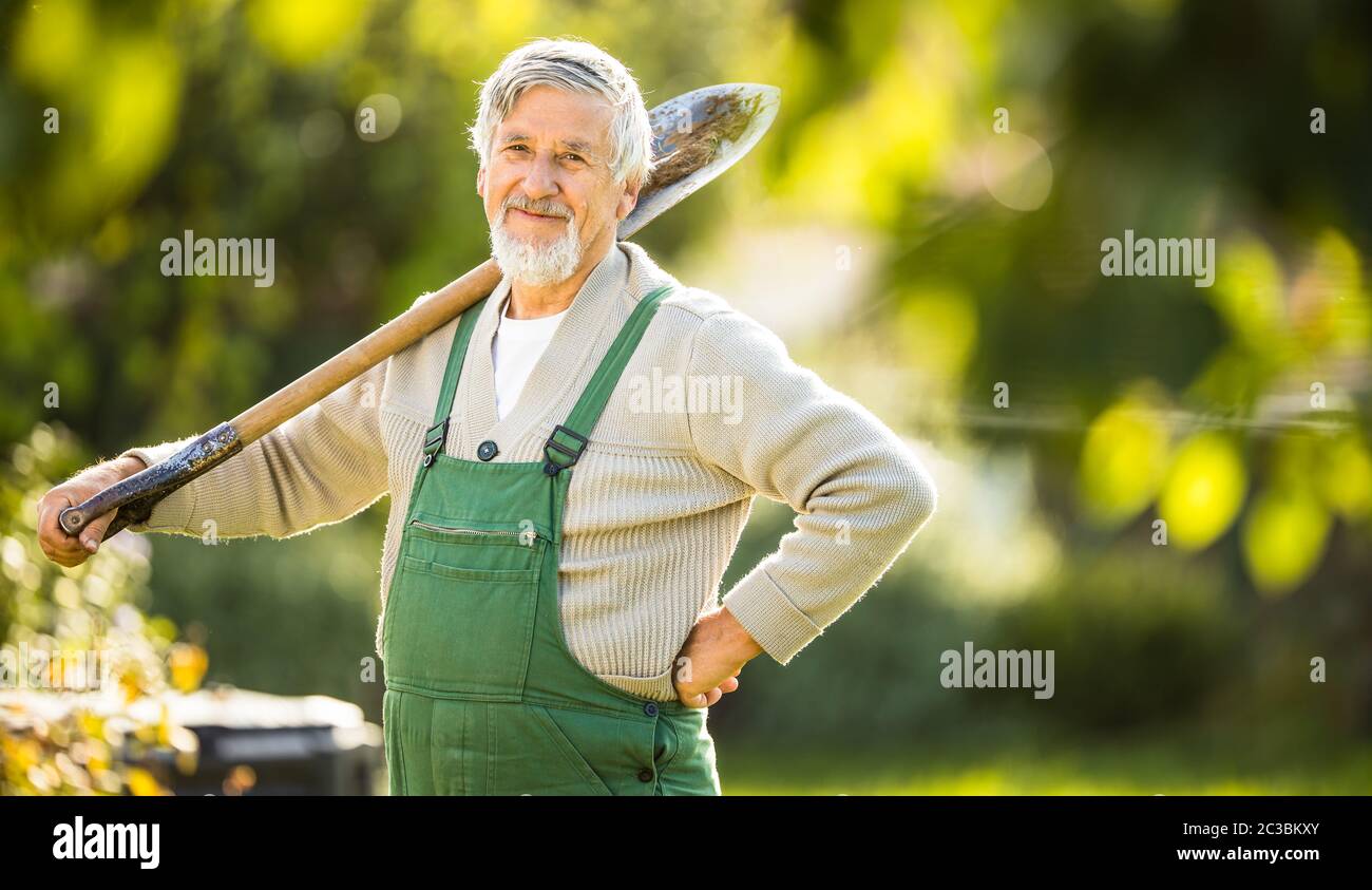 Senior gardenr gardening in his permaculture garden - holding a ...