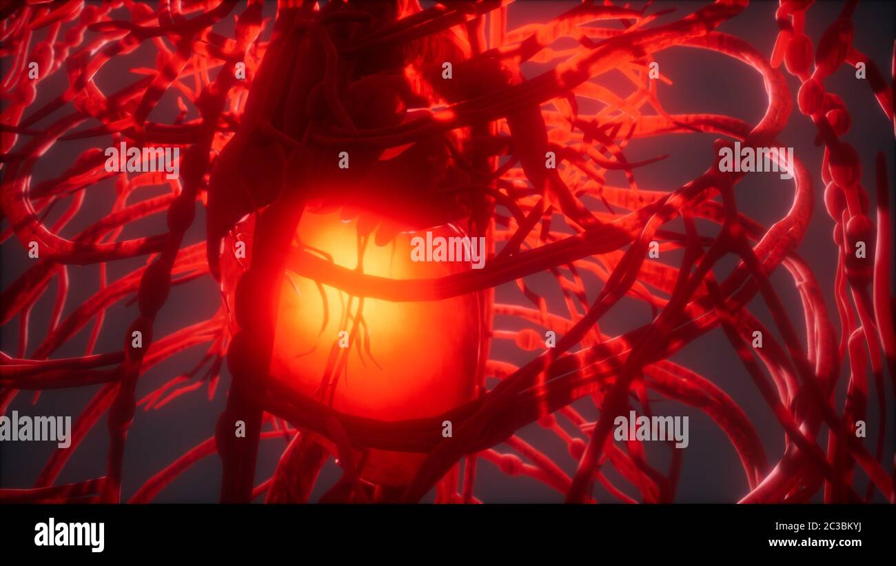 Chest x ray angiogram hi-res stock photography and images - Alamy