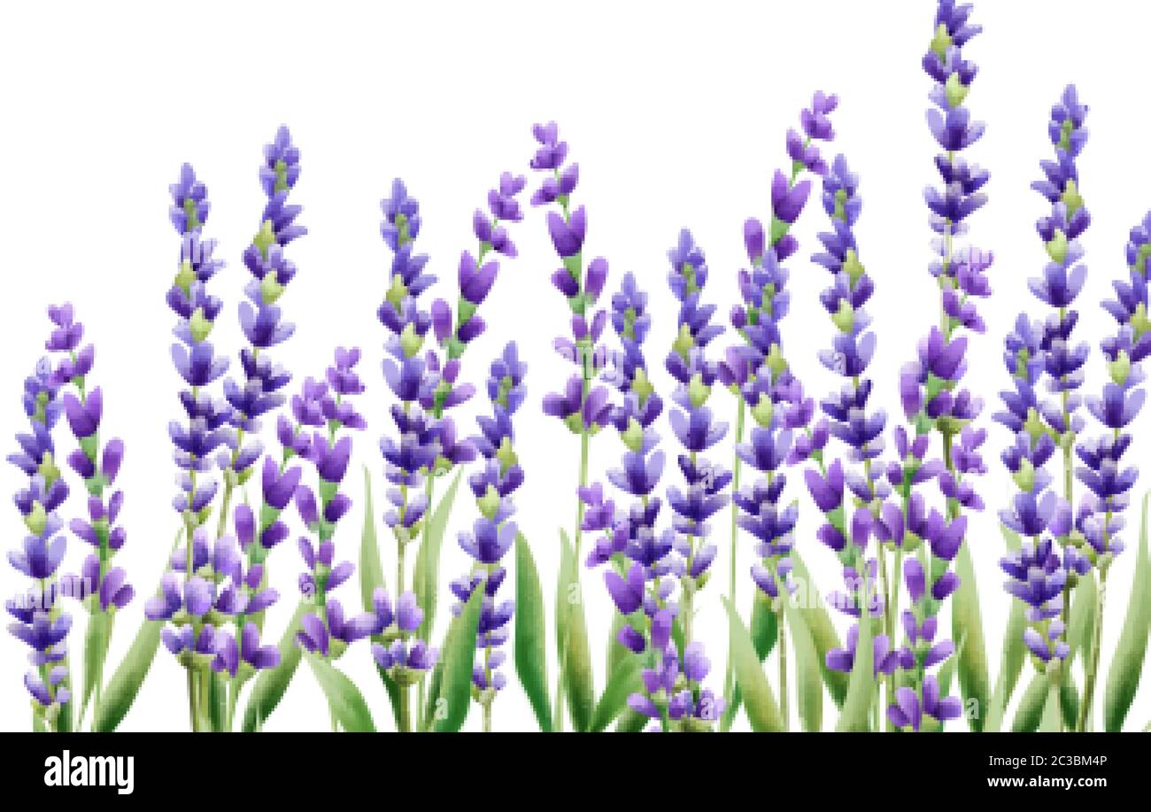 Lavender flowers on white background. Isolated background. Vector Stock ...