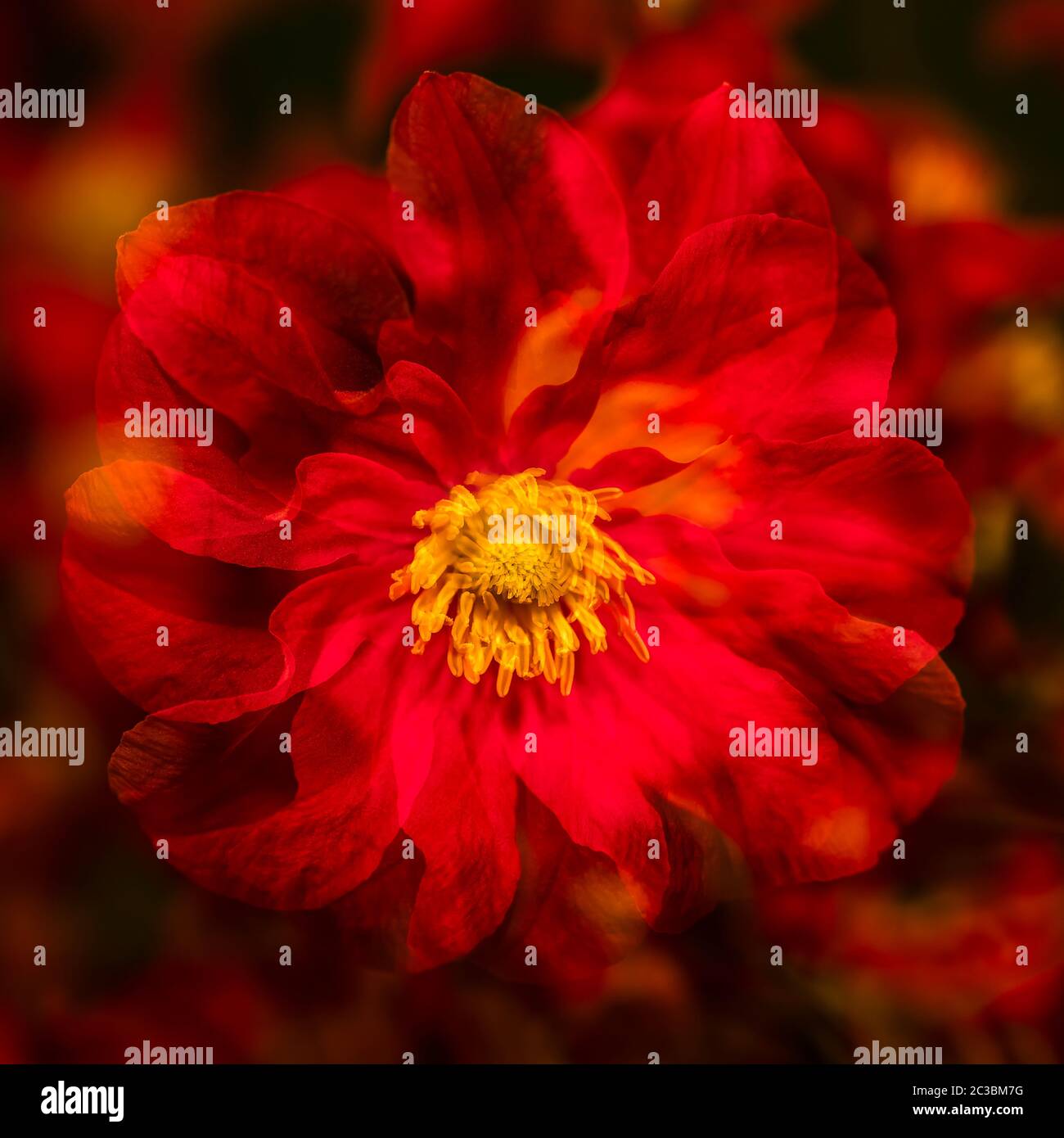 Soft drawn clematis hi-res stock photography and images - Alamy