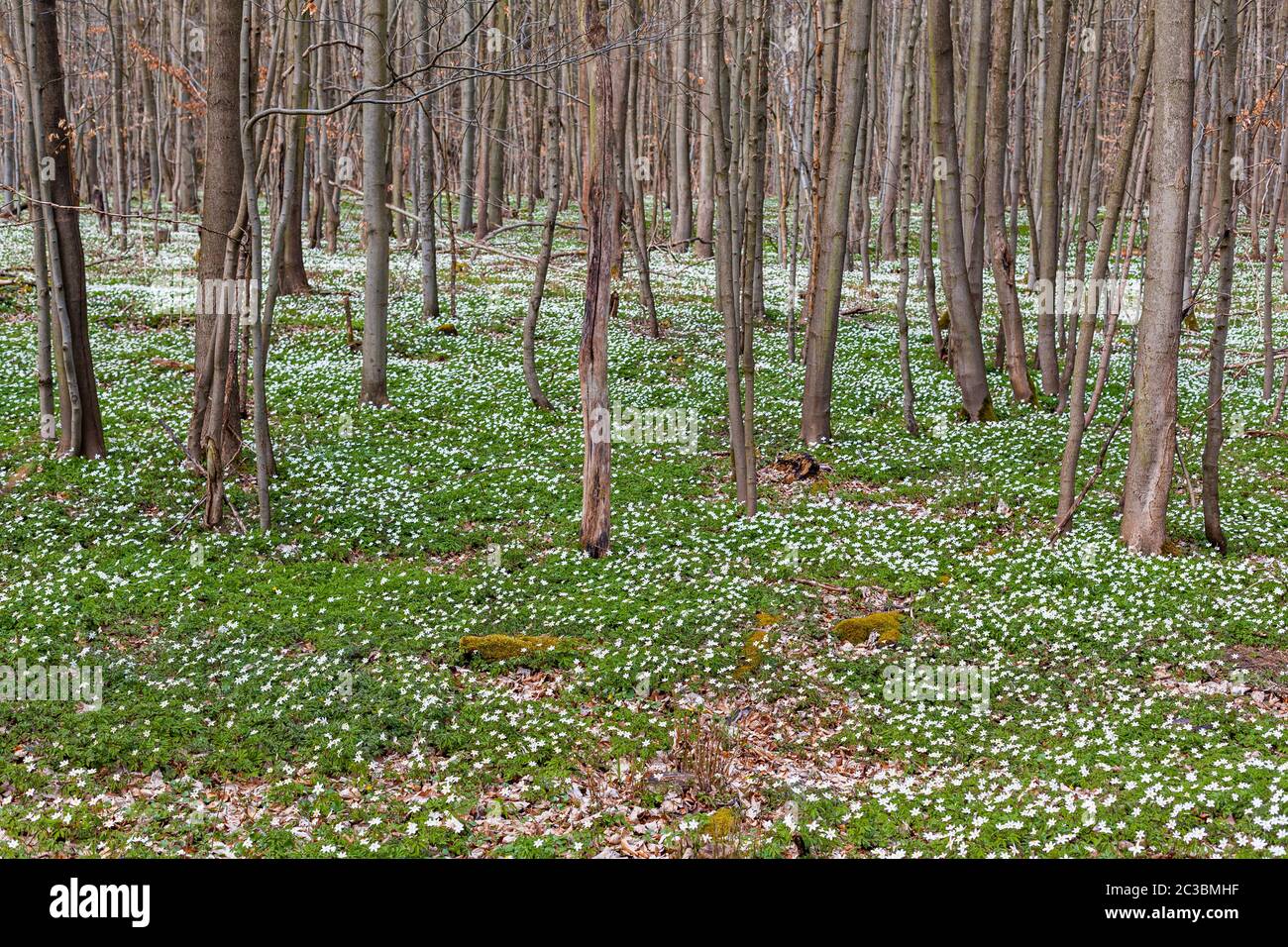 Spring in the forest flowering anemones carpet Stock Photo - Alamy