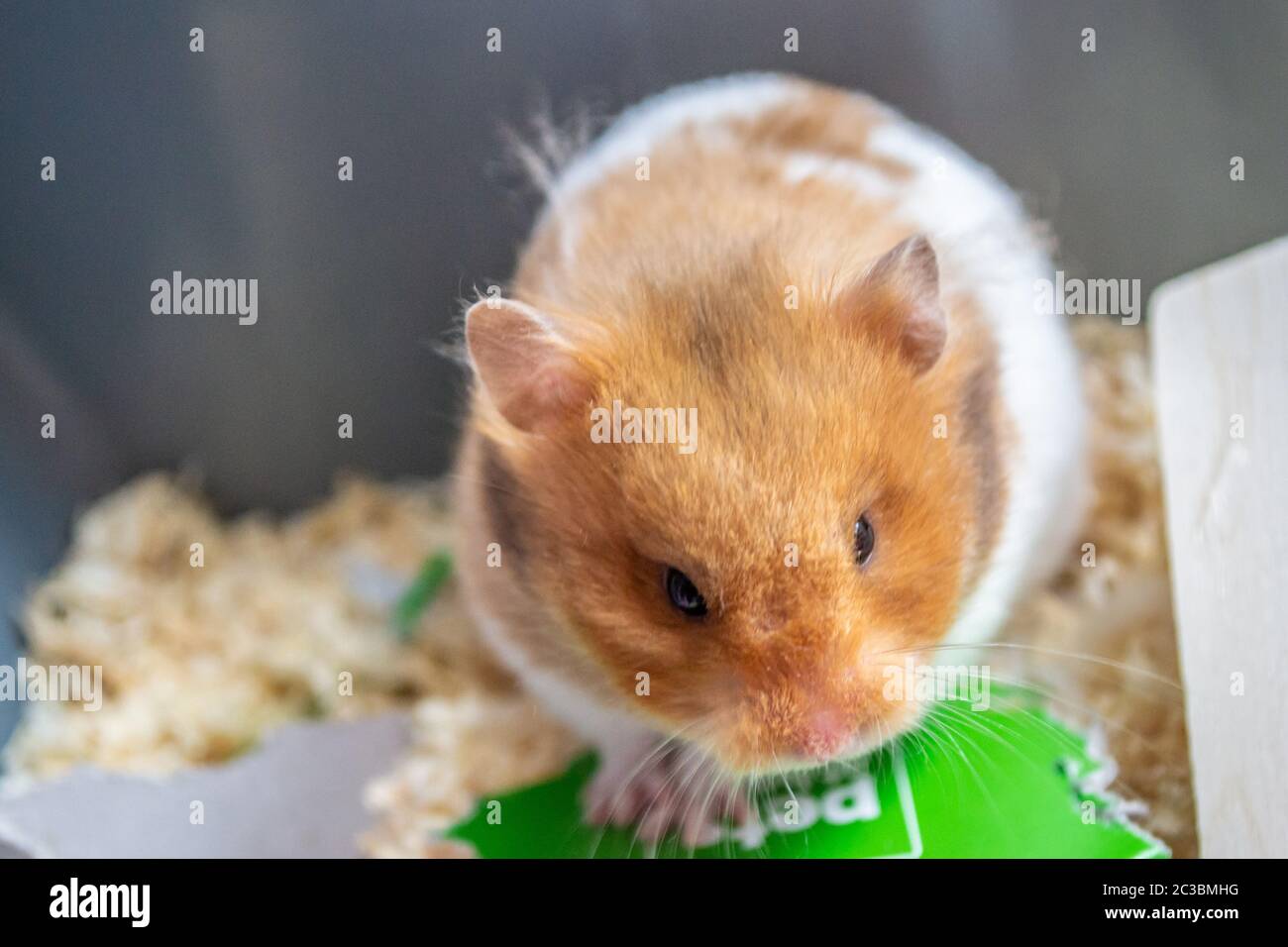 Syria hamster hi-res stock photography and images - Alamy