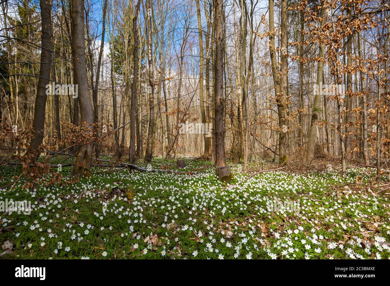 Spring in the forest flowering anemones carpet Stock Photo - Alamy