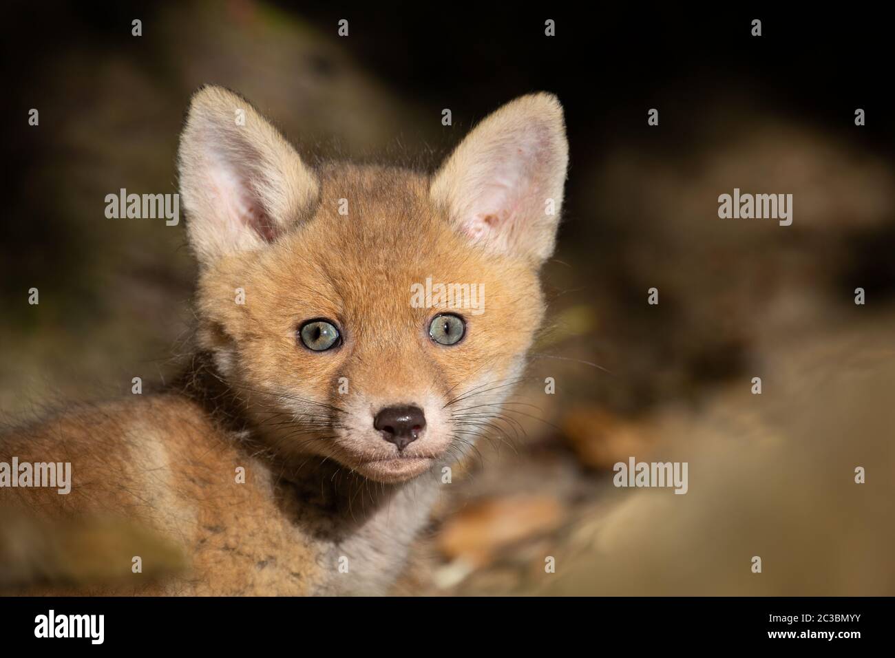 Little animal forest hi-res stock photography and images - Alamy