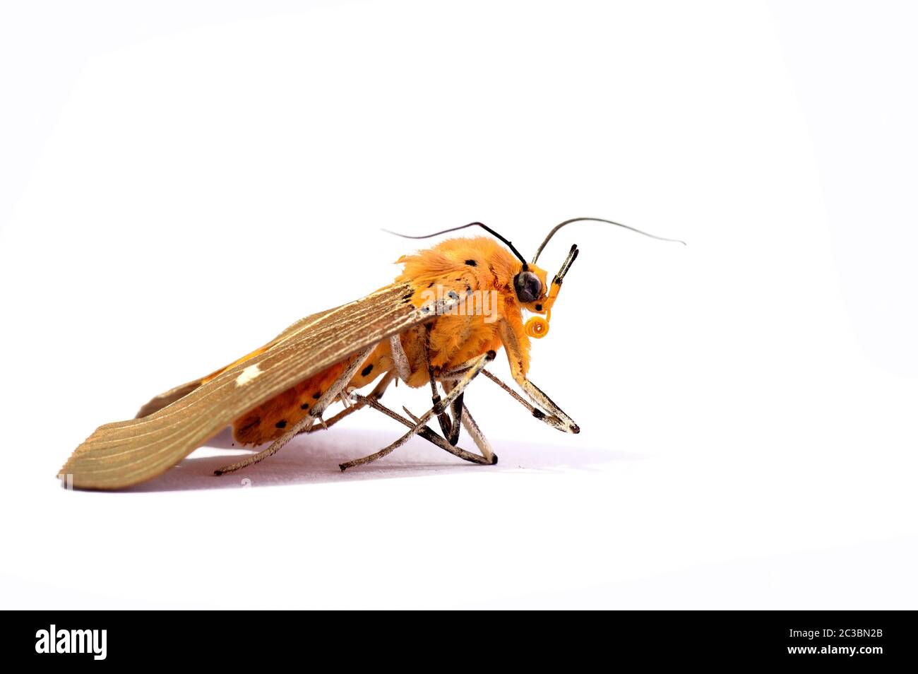 A Dead moth on White Background Stock Photo - Alamy