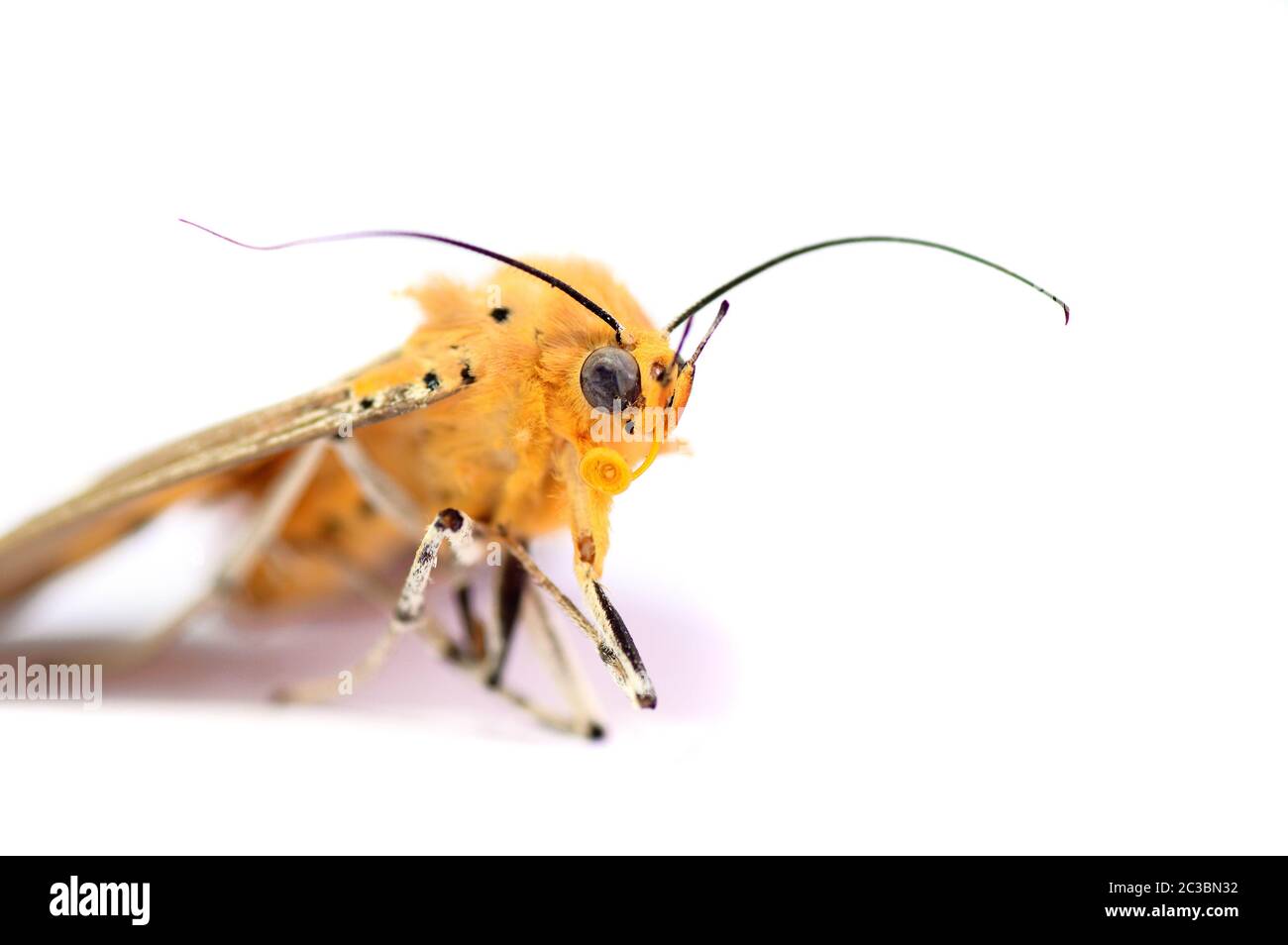 Dead head moth Cut Out Stock Images & Pictures - Alamy