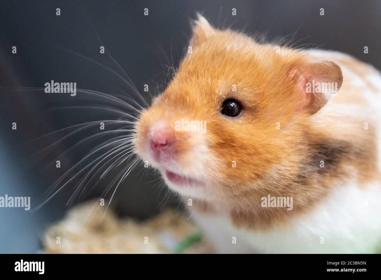 Syrian hamster hi-res stock photography and images - Alamy