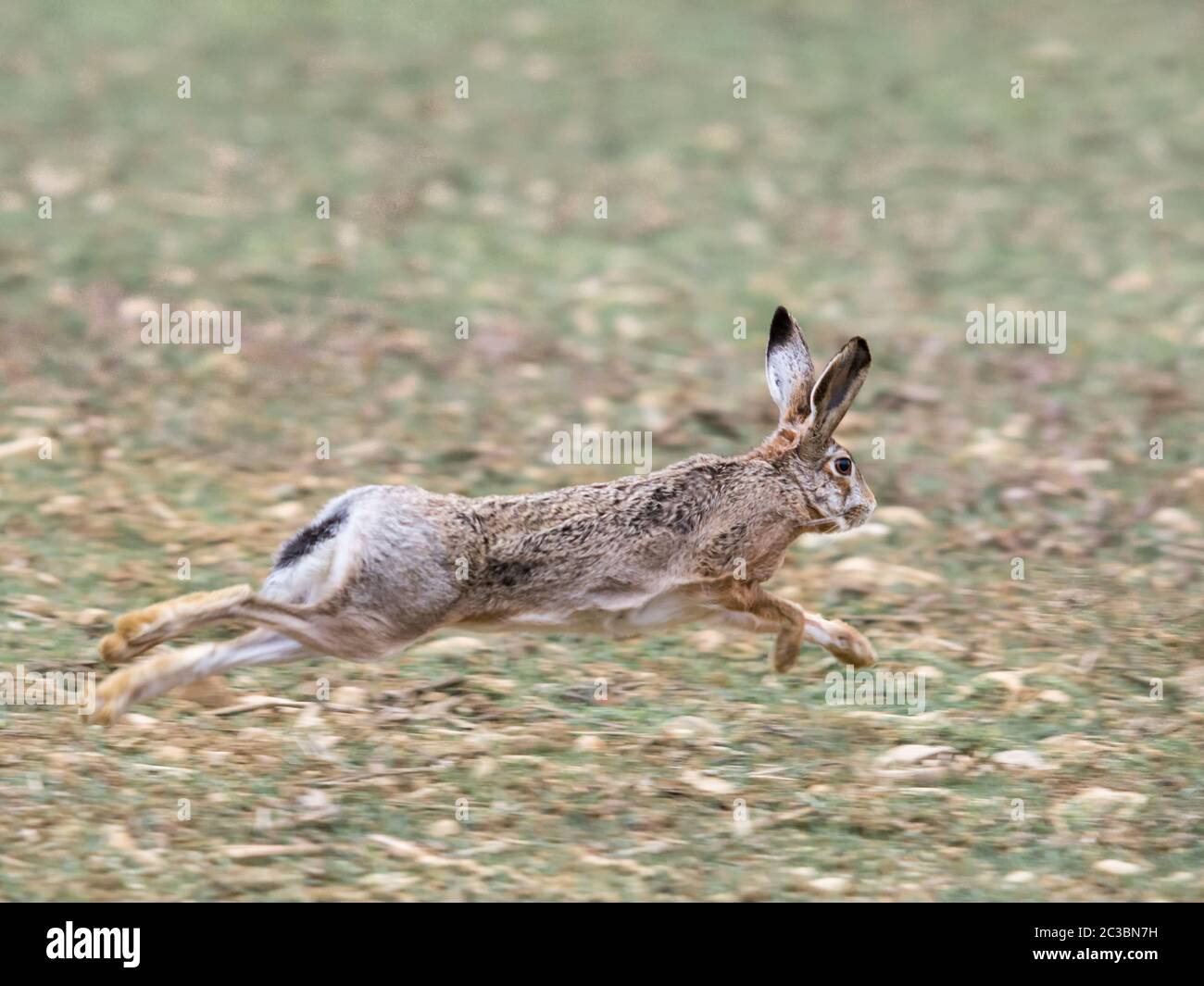 Hare in the fields hi-res stock photography and images - Alamy