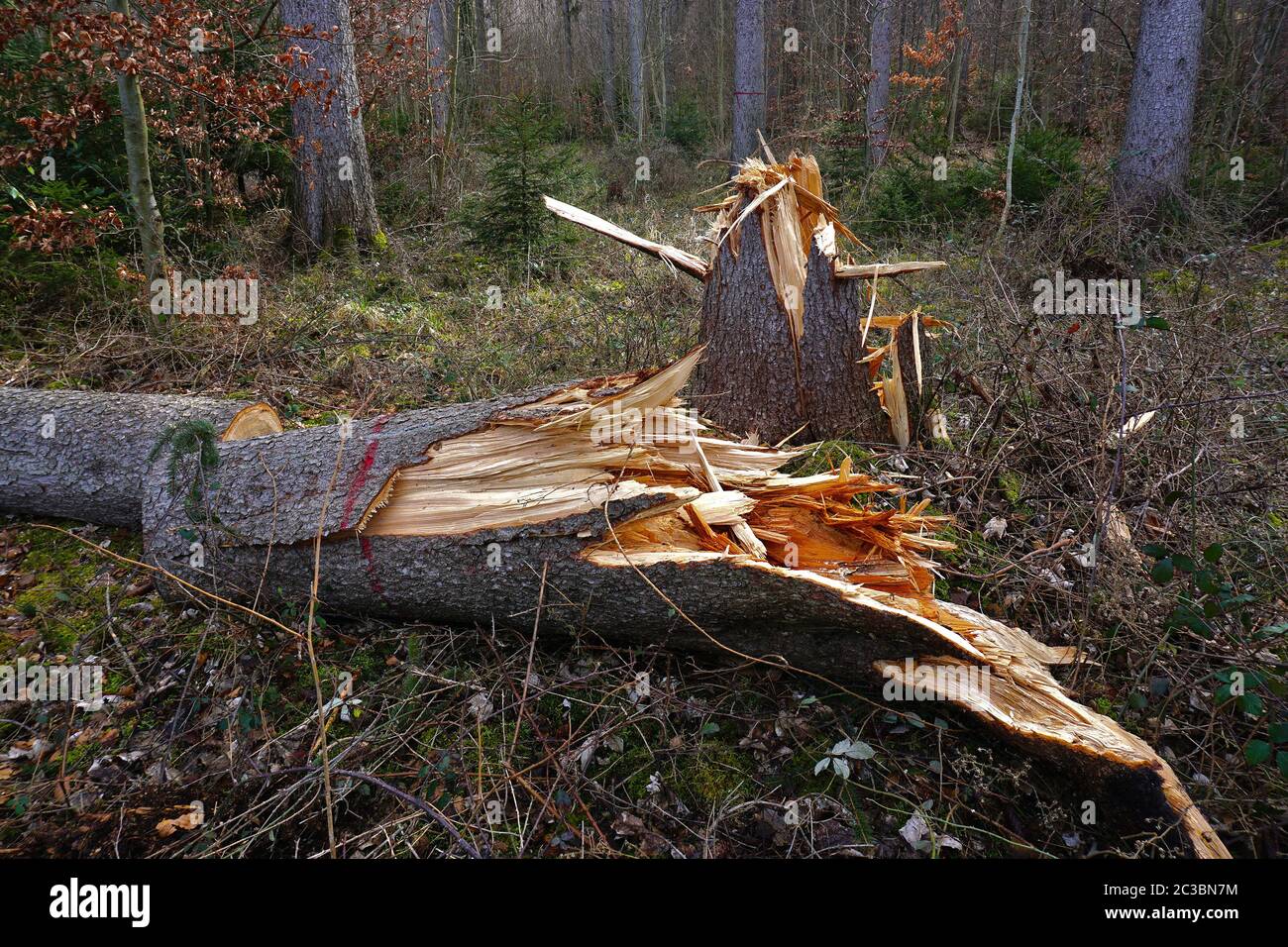 Storm damage in the spruce forest Stock Photo - Alamy