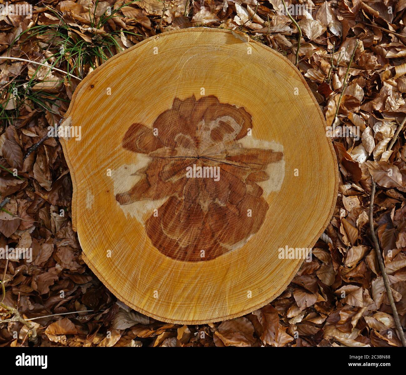 beech; common beech; tree pit, slice of a tree Stock Photo - Alamy