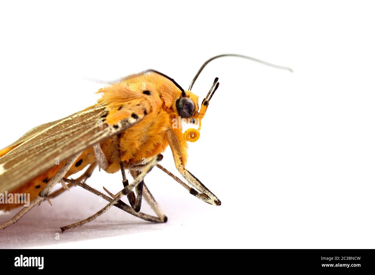 A Dead moth on White Background Stock Photo - Alamy