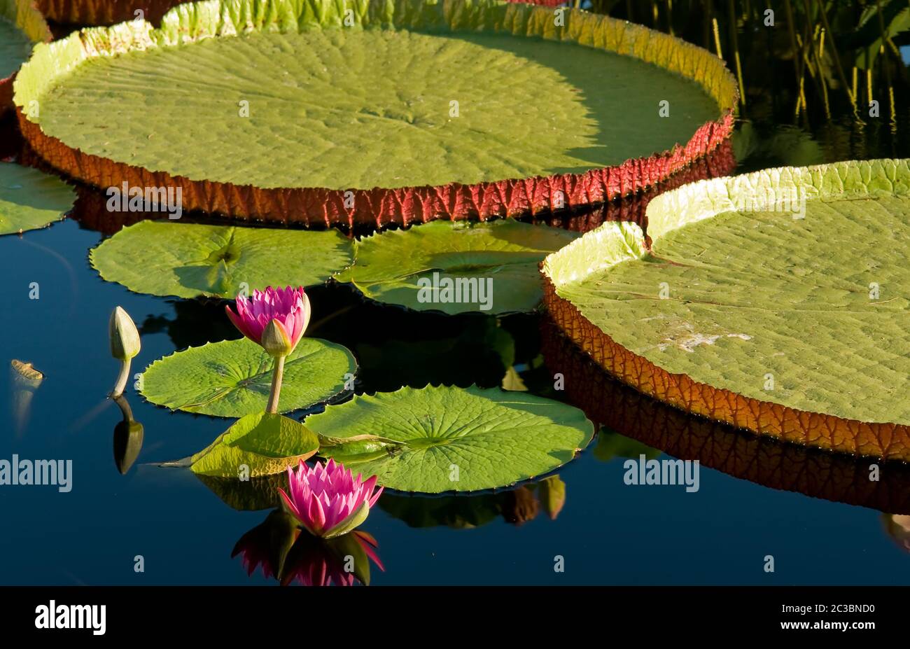 Lily gardens hi-res stock photography and images - Alamy