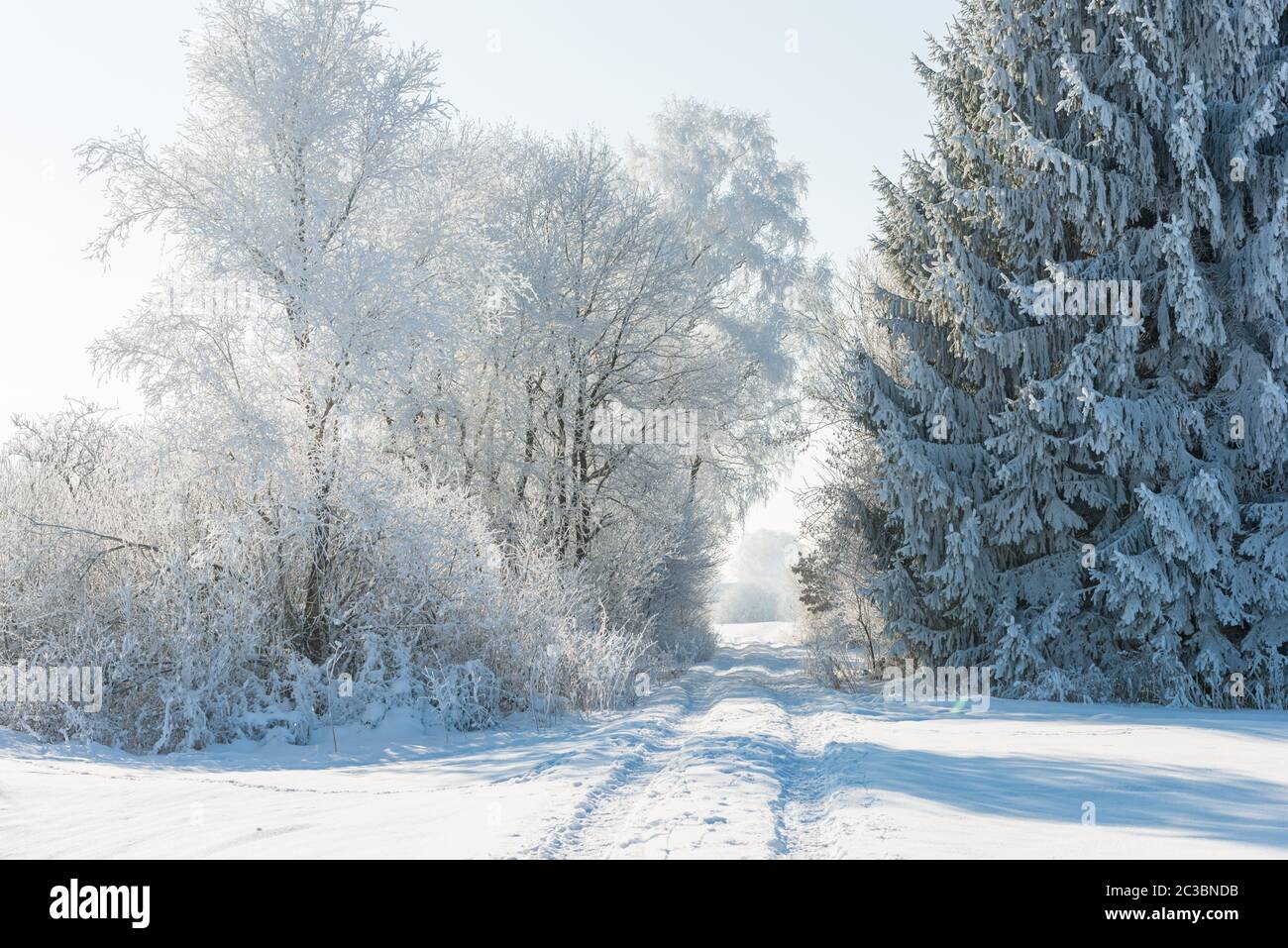 Snowy forest path Stock Photo - Alamy