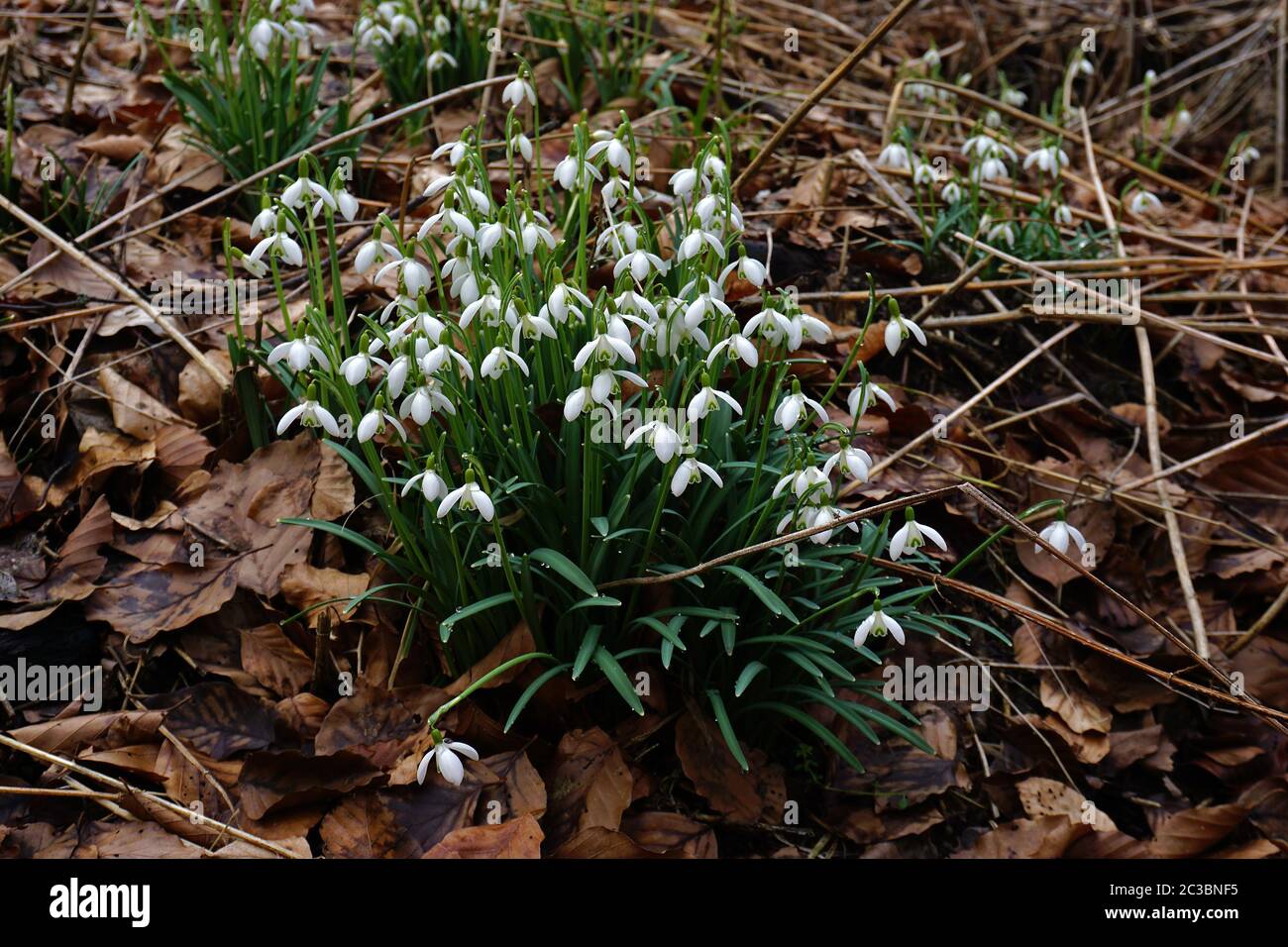 snowdrop in the forest Stock Photo - Alamy