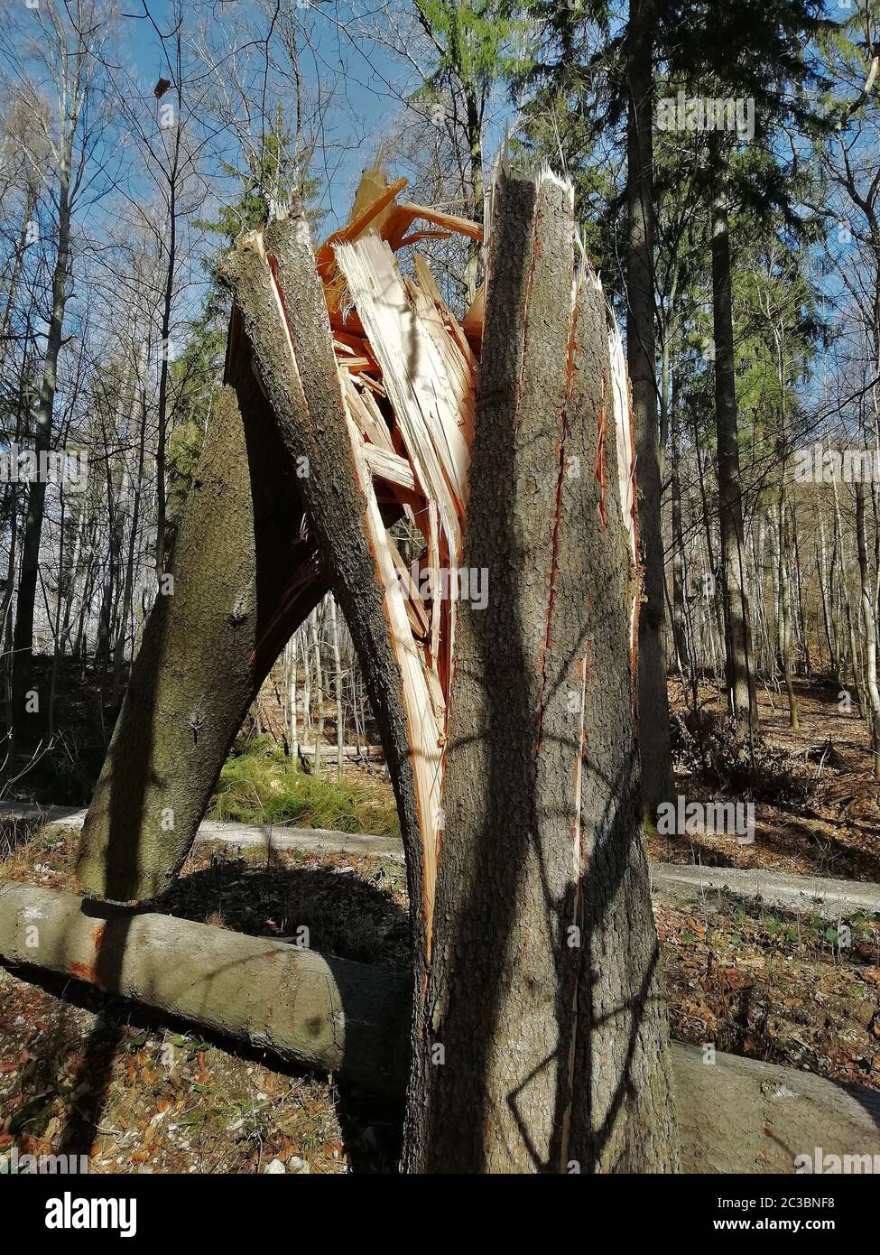 Storm damage in the spruce forest Stock Photo - Alamy