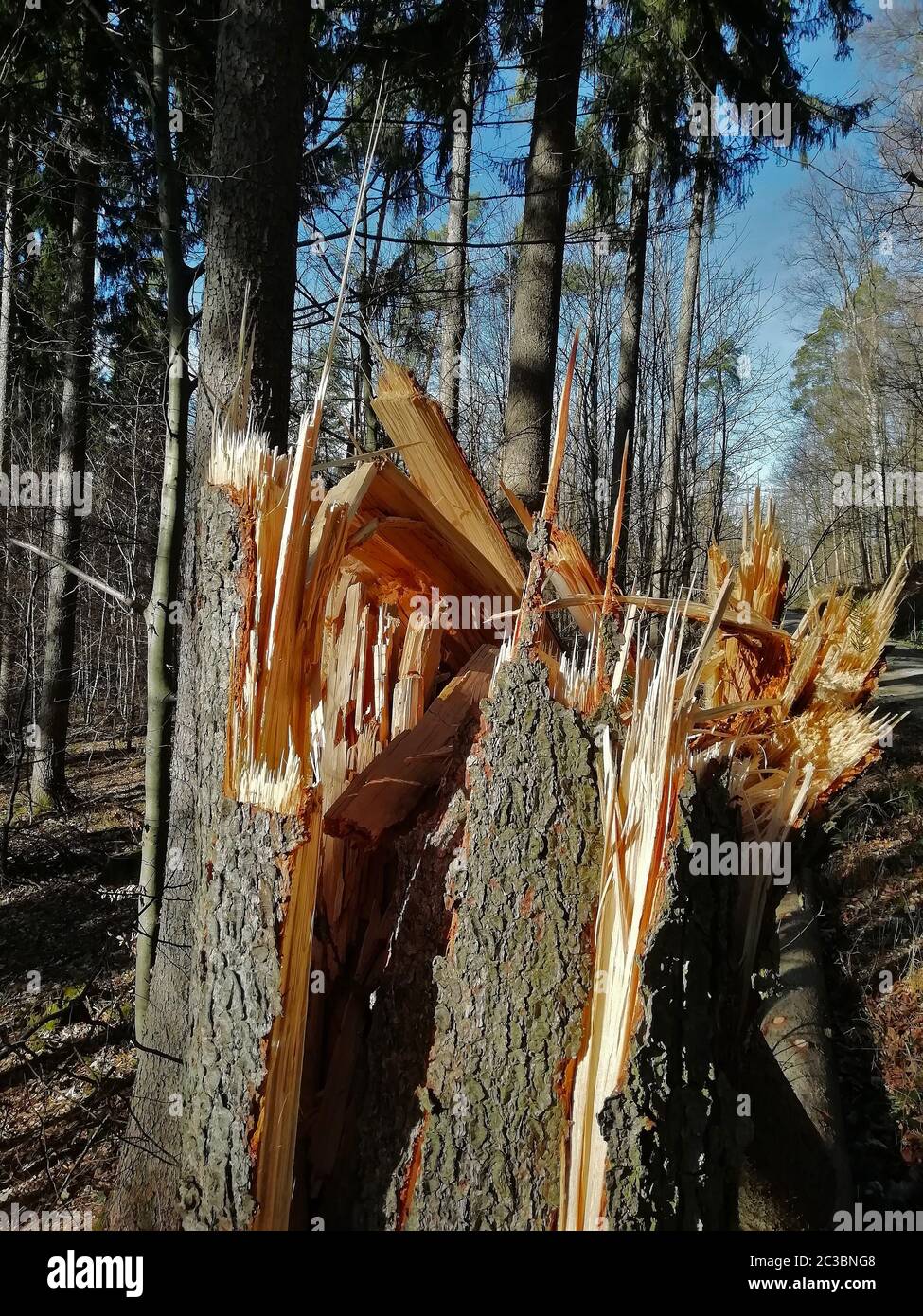 Storm damage in the spruce forest Stock Photo - Alamy