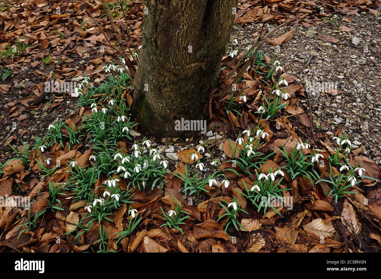 snowdrop in the forest Stock Photo - Alamy