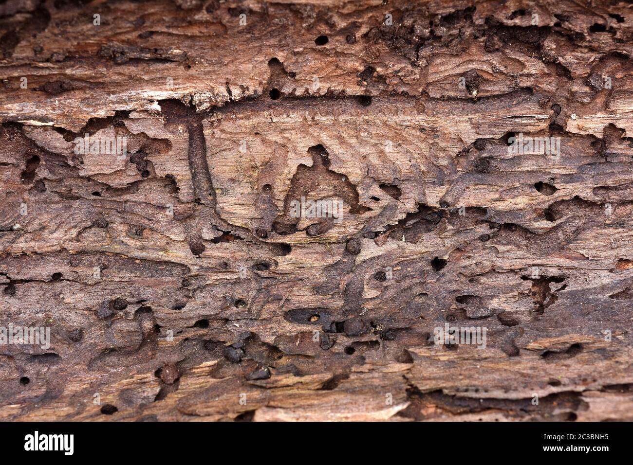 scuff marks under spruce tree bark Stock Photo - Alamy
