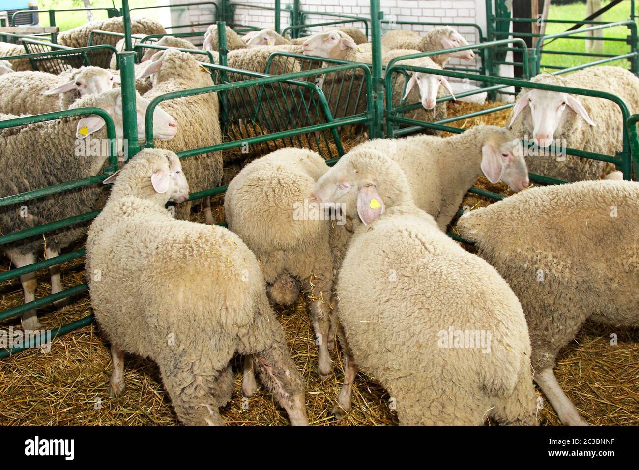 Sheeps pen hi-res stock photography and images - Alamy