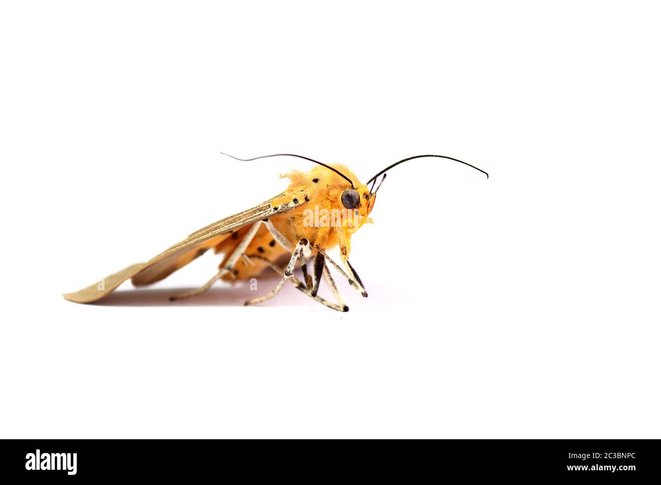 A Dead moth on White Background Stock Photo - Alamy