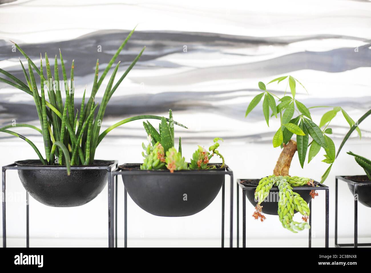Modern pots with green growing plants Stock Photo - Alamy