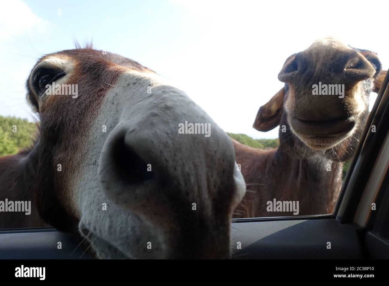 verwilderte Hausesel (Equus asinus asinus) auf der Karpaz Halbinsel ...