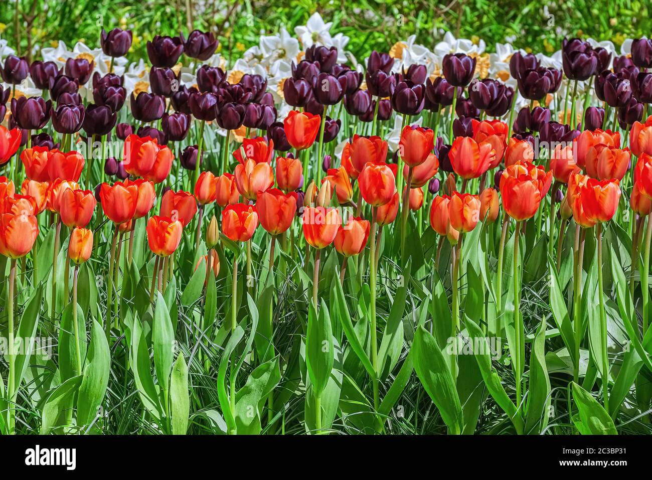 Different Kinds of Tulips Flowers Stock Photo - Alamy