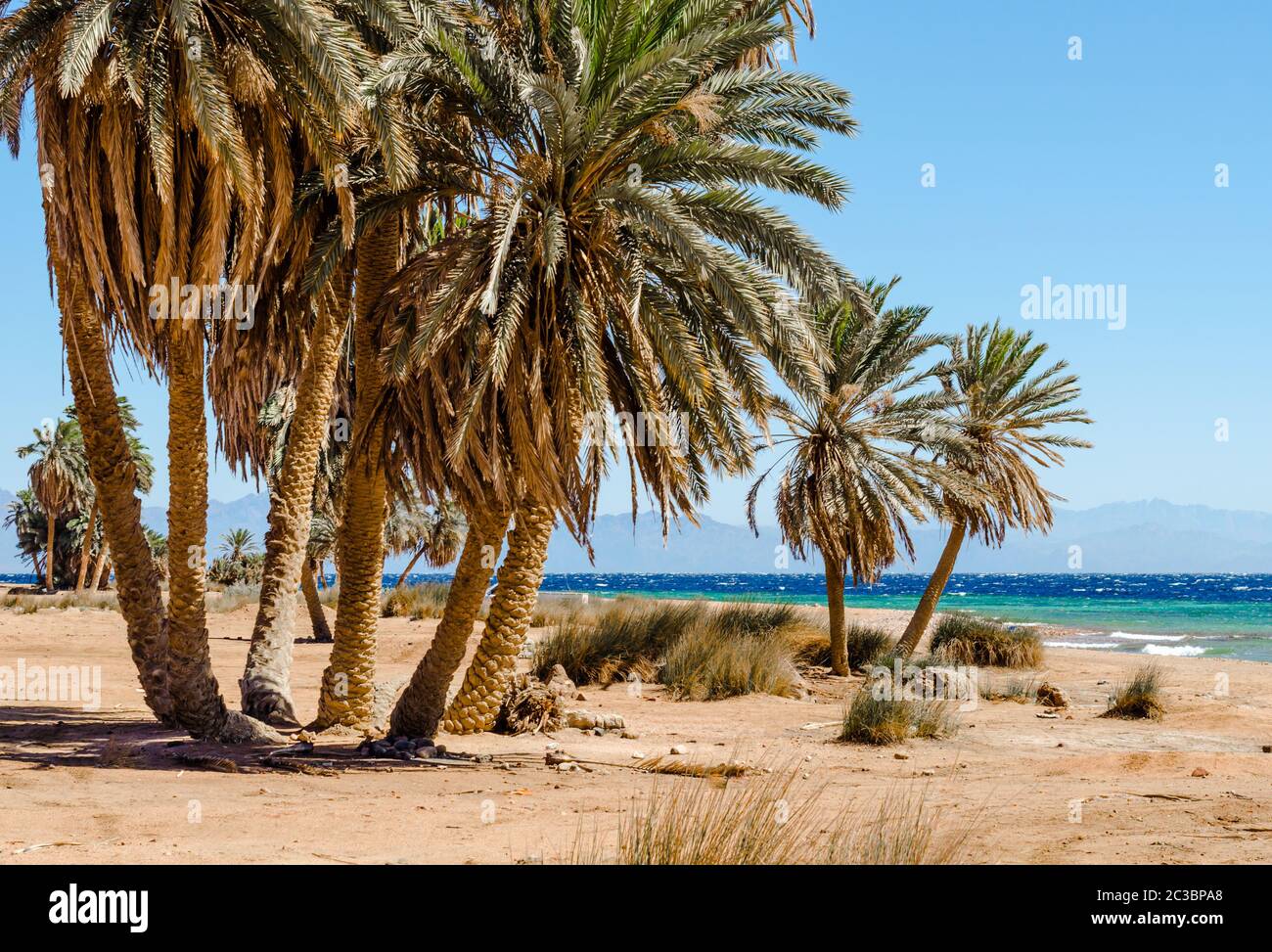 Egypt palm trees hi-res stock photography and images - Alamy