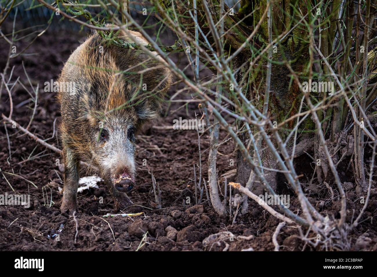 African wild boar hi-res stock photography and images - Alamy