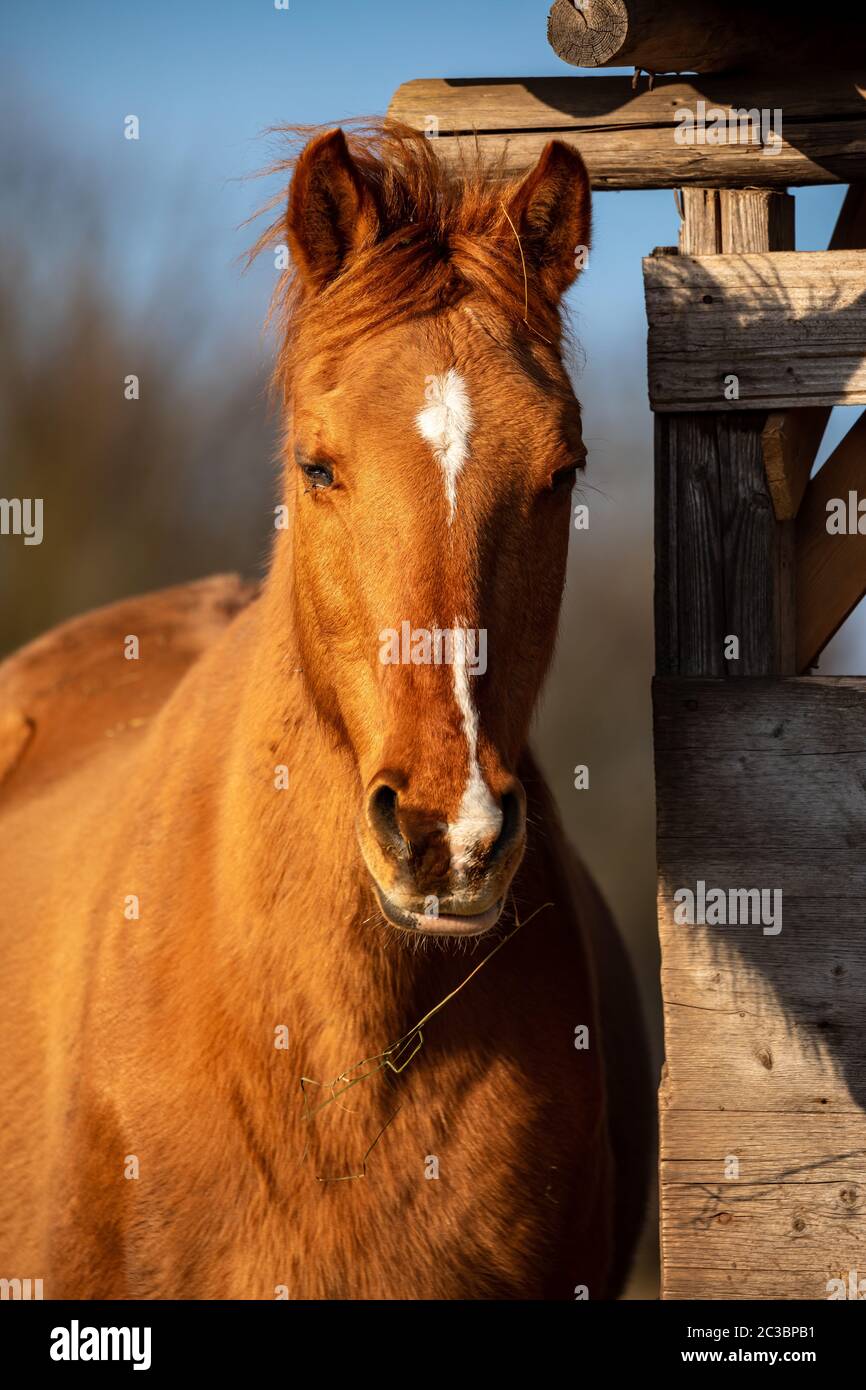 Brown stallion horse hi-res stock photography and images - Alamy