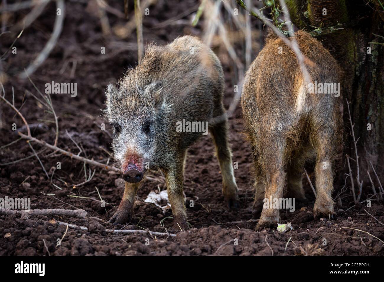 African wild boar hi-res stock photography and images - Alamy