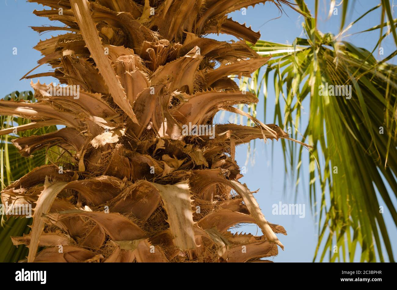 palm trunk with green twig close up in Egypt Dahab South Sinai Stock ...