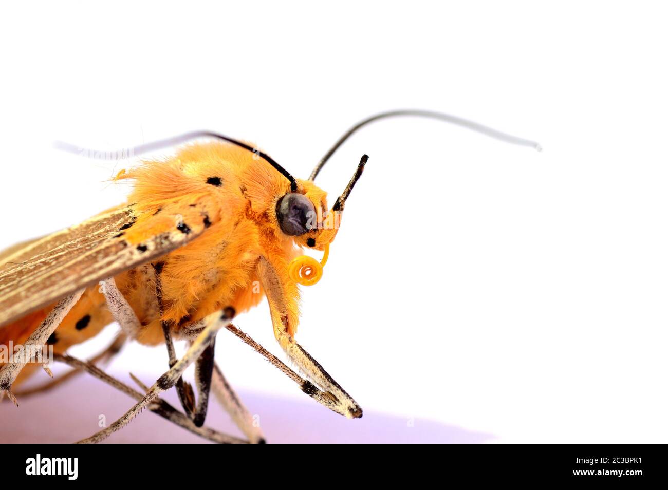 A Dead moth on White Background Stock Photo - Alamy