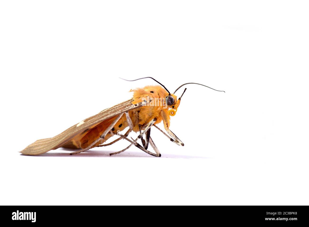 A Dead moth on White Background Stock Photo - Alamy