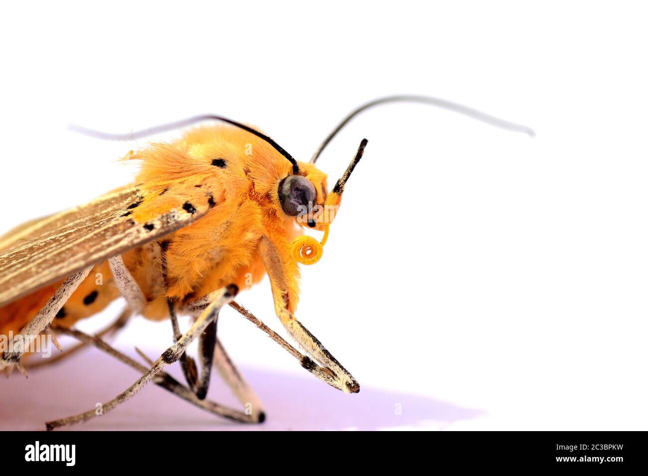 Dead moth hi-res stock photography and images - Alamy