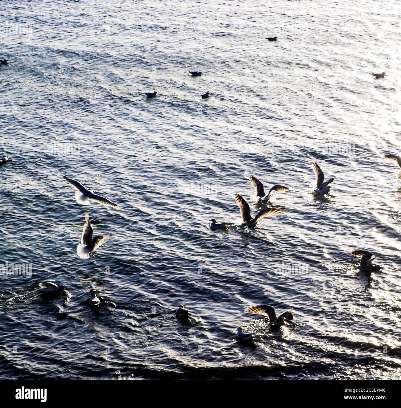 Stercorariidae hi-res stock photography and images - Alamy