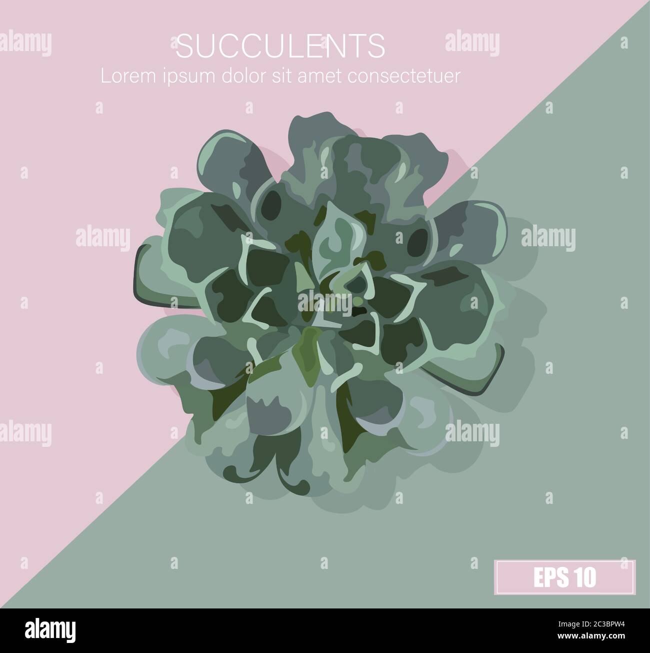 Green Succulent cactus with colorful background. Place for text Stock ...