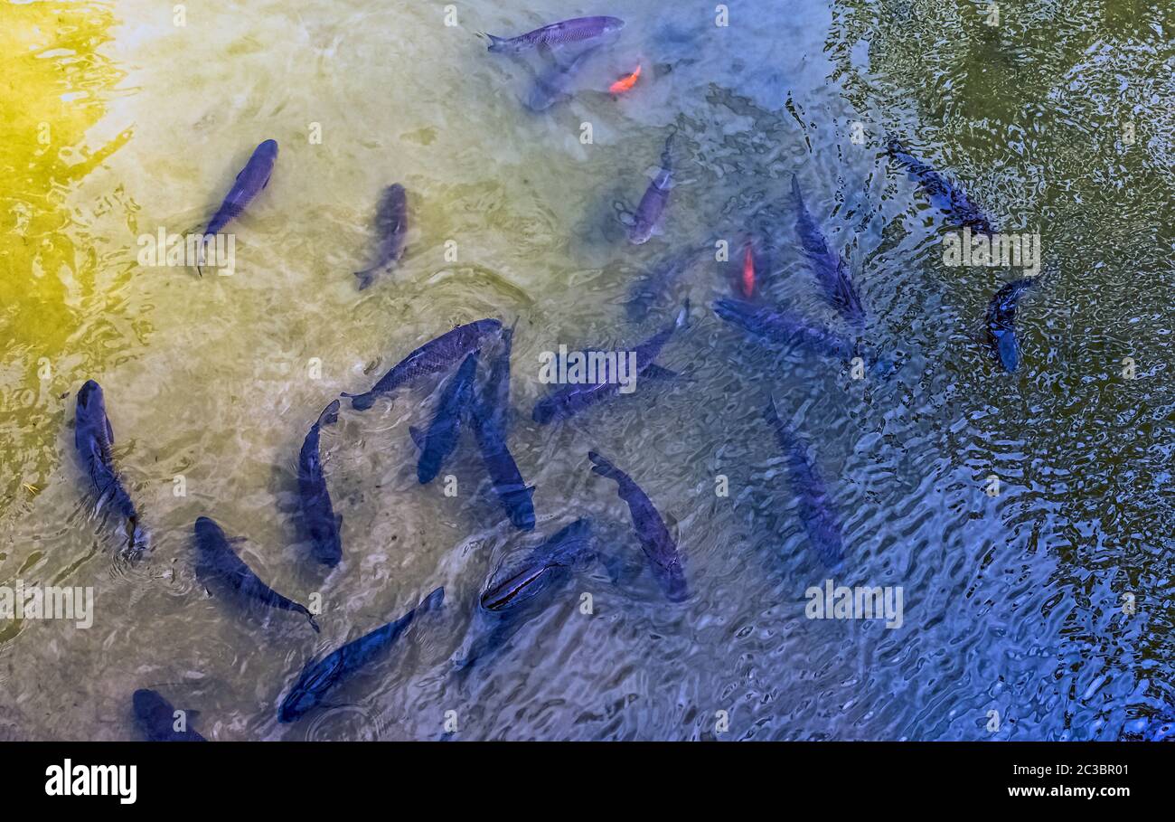 Animal river aerial hi-res stock photography and images - Alamy