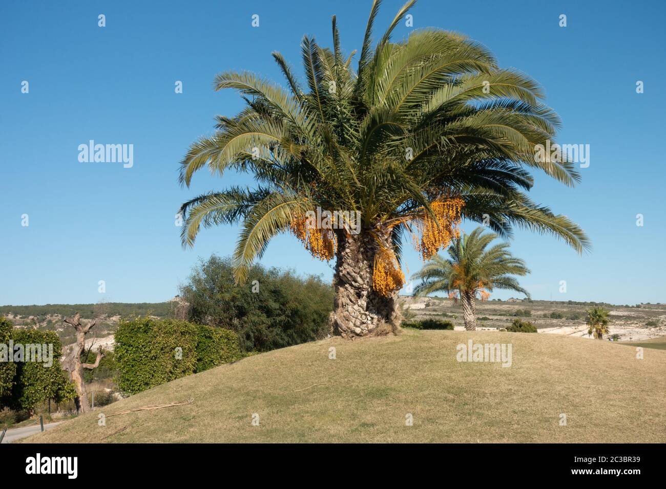 date palm tree in Spain Stock Photo - Alamy