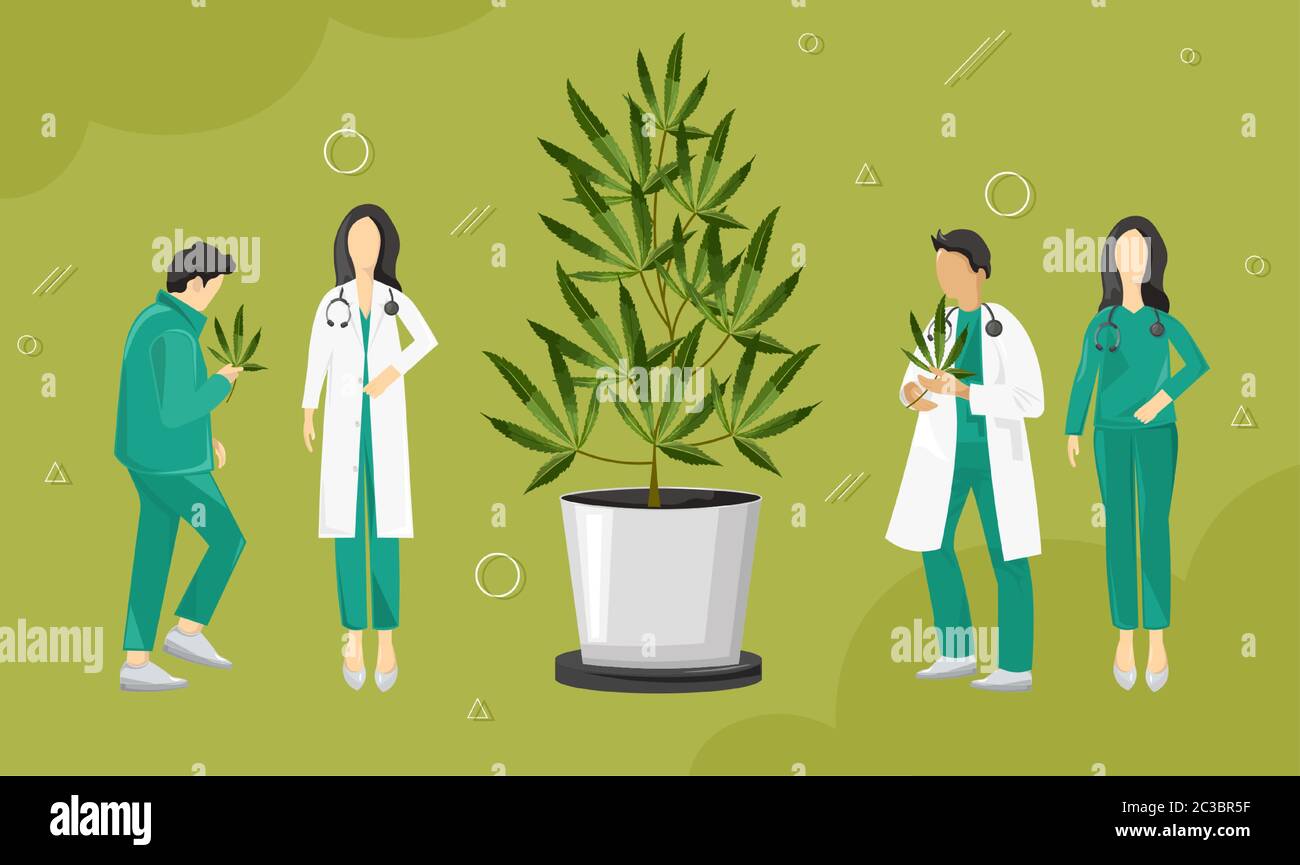 Doctors investigating cannabis leaves growing in a pot. Vector Stock ...