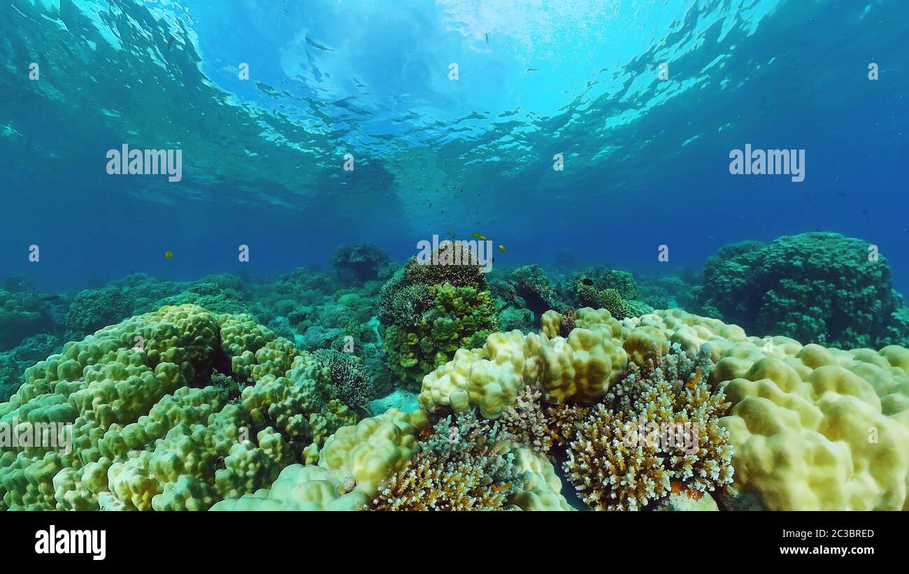 Beautiful underwater landscape with tropical fishes and corals. Life ...